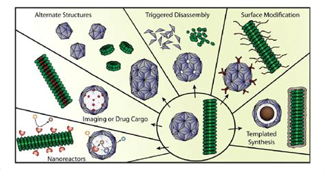 Fabrication Of Distinct Types Of Viral Capsids Engineered For Various Download Scientific