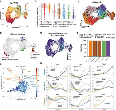 Figures And Data In Single Cell Rna Sequencing Reveals Cellular And Molecular Heterogeneity In