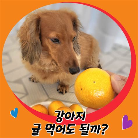 강아지 먹어도 되는 과일 강아지 귤 효능과 급여량 네이버 블로그