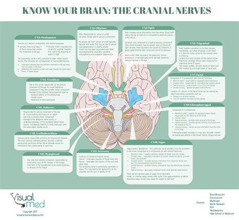 Cranial Nerves Amazing Ways To Be Mind Blown Cranial Nerves