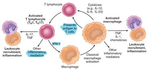 Pathology Exam 3 Flashcards Quizlet
