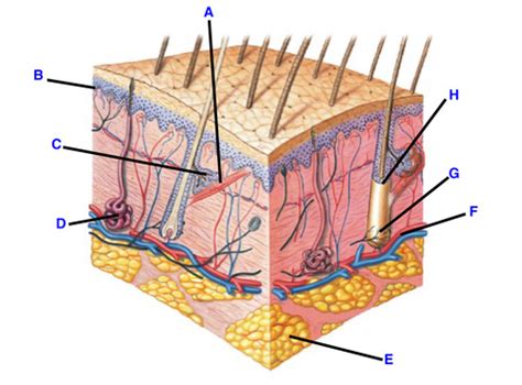 Integument Flashcards Quizlet