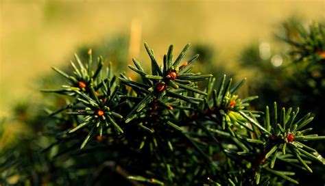 소나무 가문비 전나무 Pixabay의 무료 사진 Pixabay