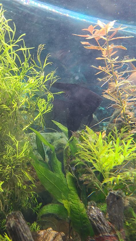 Help Figuring Sex Of Fish Raquariums