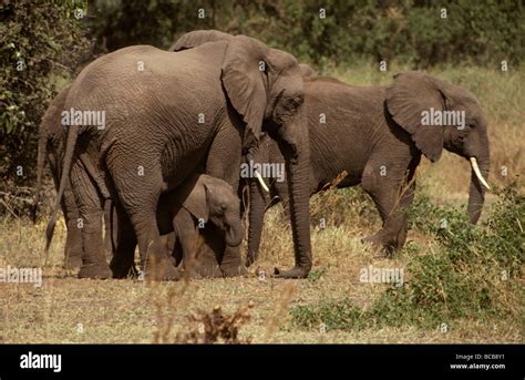 An Elephant Herd Protecting A Small Calf Hiding Underneath Its Mother