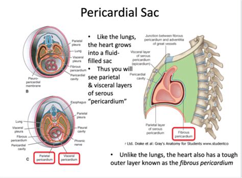 Anatomy B1 L3 Intro To The Heart And Pericardial Sac Flashcards Quizlet