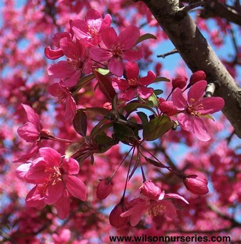 Prairie Fire Crabapple Fall Color