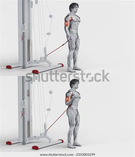 How To Log The Bayesian Curl Should I Create The Exercise R Hevy