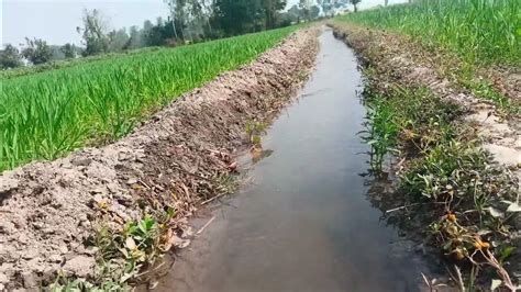 যমুনা চরের গ্রামীন দৃশ্য Youtube