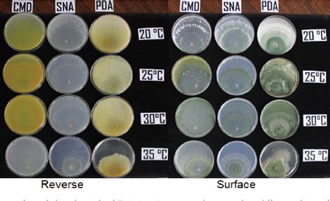 Figure 2 From Genetic Characterization Of Trichoderma Spp Isolated From Different Locations Of