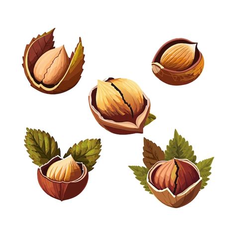 Premium Vector Hazelnut Vector Or Nut In Shell