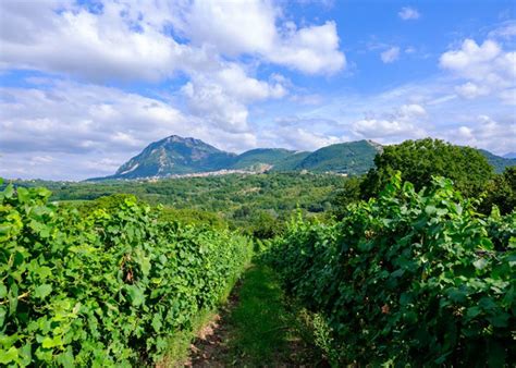 Tenuta Sarno 1860 Vincenzo Mercurio Winemaker