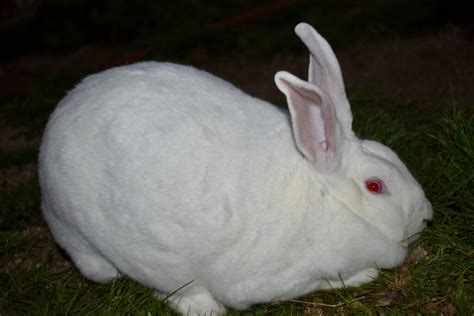 New Zealand Great Show Or Meat Rabbit Breeding Trio Technica Farms