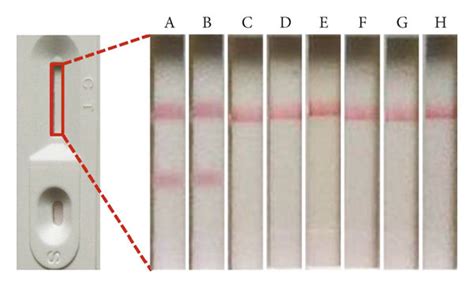 A Schematic Diagram Of The Colloidal Gold Based Immunochromatographic Download Scientific