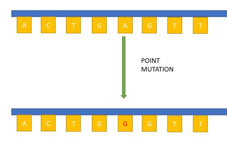 Point Mutation Facts What Is A Point Mutation Video Lesson Transcript Study Com