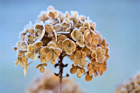 How To Protect Hydrangeas From Frost This Winter