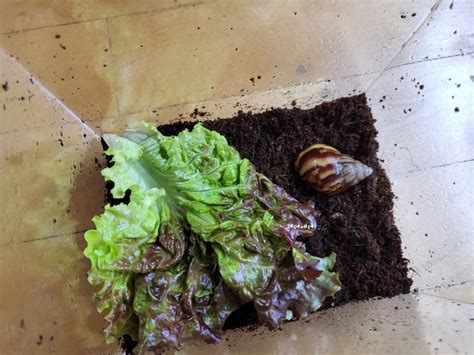 아프리카왕달팽이 백와 달팽이 키우기 달팽이흙 교채 시기 및 달팽이사료 급여 네이버 블로그