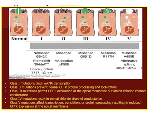 Cf Mutations Quiz