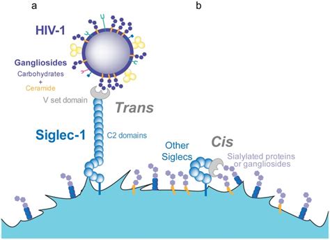 A Siglec 1 Has 16 C2 Type Domains That Extend The V Set Domain From