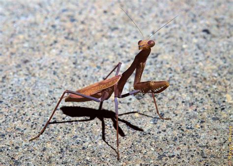 Brown And Green Praying Mantis