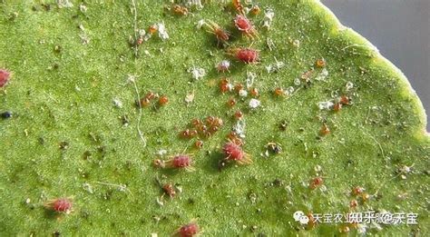 农药最新混配配方大汇总 知乎
