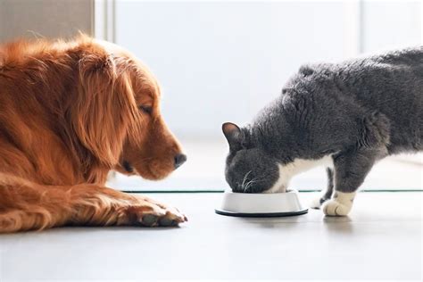 Can Cats Eat Dog Food Know Whats Safe And Whats Not Daily Paws