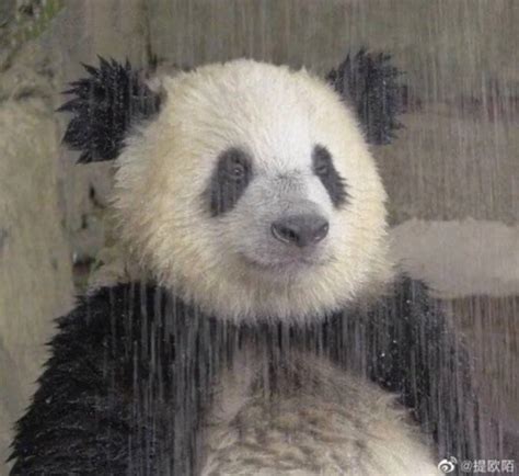 진짜로 특이하게 생긴 미친과학자 같은 판다 인스티즈instiz 이슈 카테고리