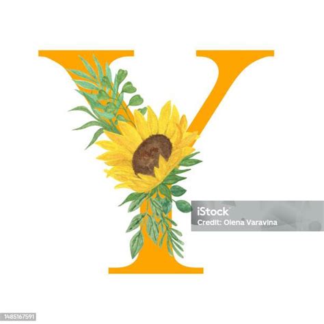 Abc 해바라기와 나뭇잎으로 장식된 라틴 알파벳의 문자 Y 간단한 손으로 그린 스타일의 꽃 모노그램 수채화 그림 여름 꽃 장식 편지 0명에 대한 스톡 벡터 아트 및 기타