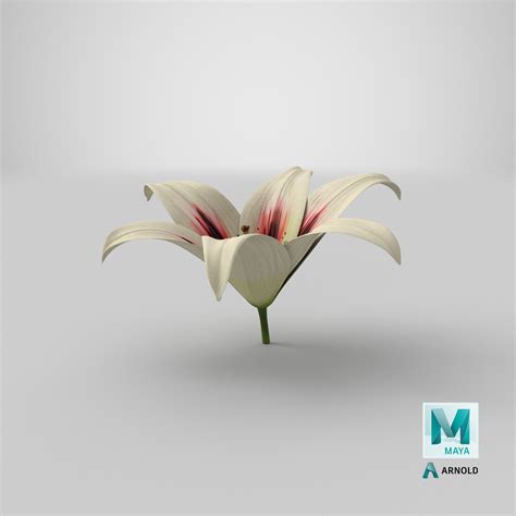 Lily Flower 3d Model 19 Usdz 3ds C4d Ma Obj Max Fbx