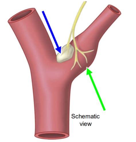 Anatomy Lab Midterm Flashcards Quizlet