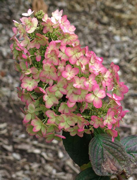 Hydrangea Paniculata Cultivars Ei Trees And Shrubs Online