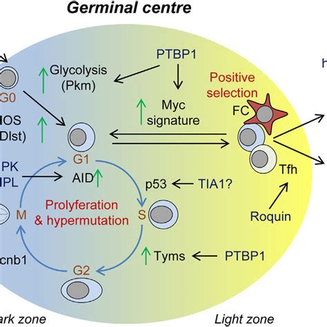 Role Of Rna Binding Proteins Rbps In The Germinal Center Gc Download Scientific Diagram