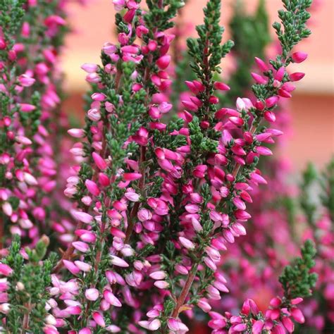 How To Take Care Of The Heather Flower At Beverly Wesson Blog