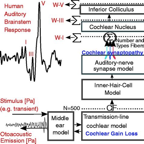 Functional Model Of The Auditory Periphery That Simulates Abr Wave I Download Scientific