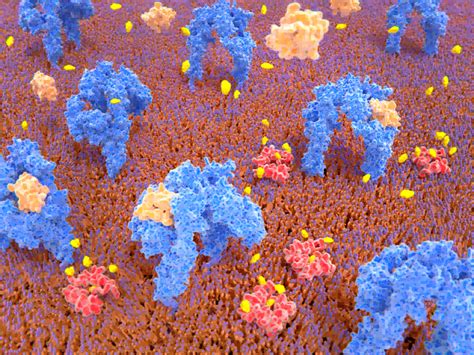 Membrane Protein Platform For Research And Development Alpha Lifetech