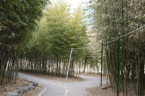 20210225 안양천 상류 의왕 안골 대나무숲