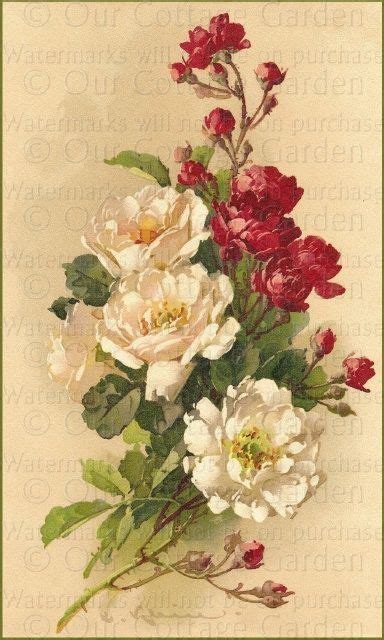 Gallery.ru / Фото #105 - Розы - Fyyfvbwrtdbx1957 | Catherine klein ...