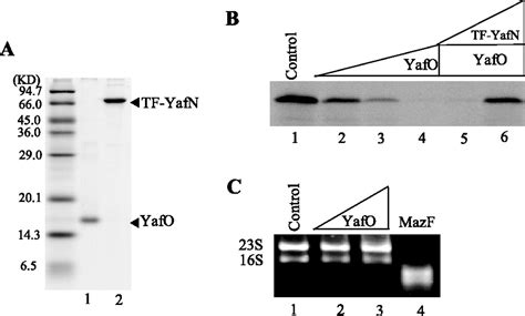 Characterization Of Yafo An Escherichia Coli Toxin Journal Of