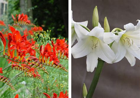 Impressive And Statuesque All About Growing Crinums Farmer Gracys Blog