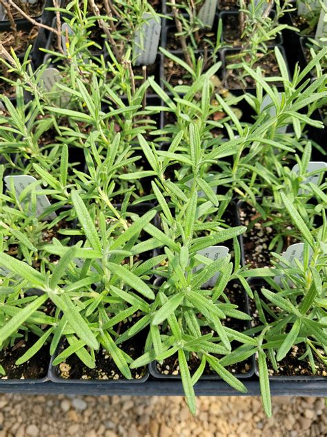Rosmarinus Off Arp Arp Rosemary Plant In 2 5 Inch Pot Aromatic