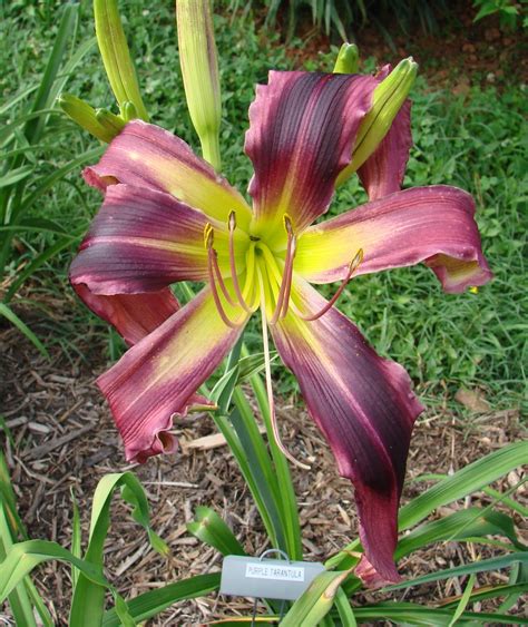Earthly Treasures Daylily Garden Purple Tarantula