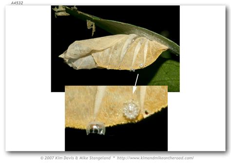 Myscelia E Ethusa Mexican Bluewing