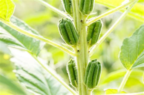 How To Grow Sesame Plantation Harvest And Storage