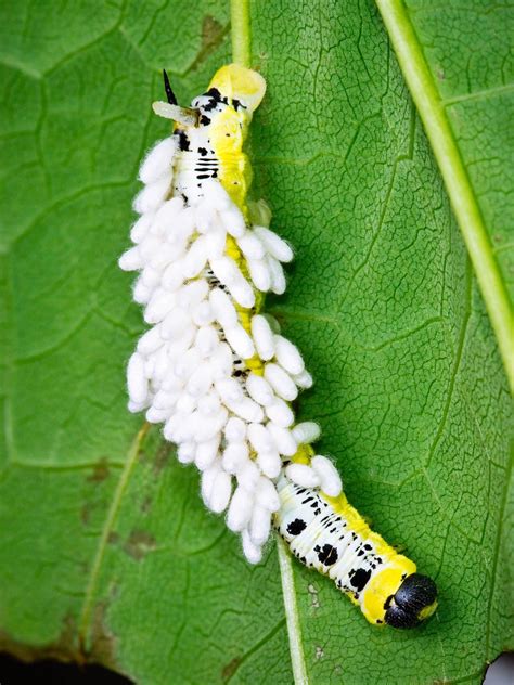 Why You Want Braconid Wasps For Biological Pest Control Garden Betty