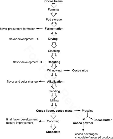 The Processing Of Cocoa Beans Download Scientific Diagram