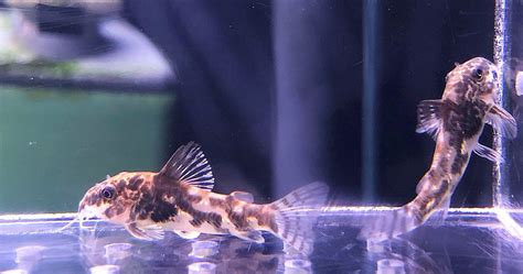 コリドラスバルバータス 葵熱帯魚
