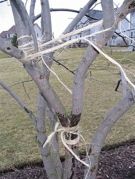 How To Repair A Split Tree Hunker
