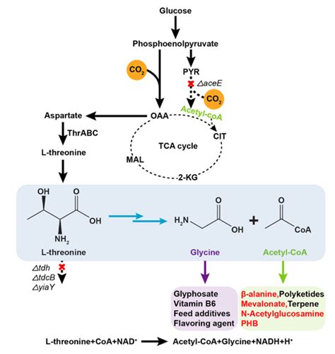 西湖大学张科春等设计乙酰辅酶a新途径 知乎