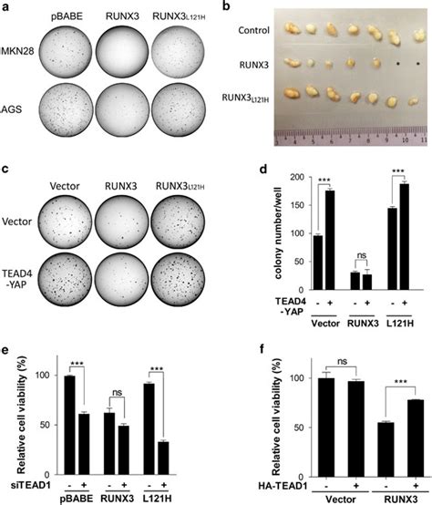 Runx3 Is A Novel Negative Regulator Of Oncogenic Teadyap Complex In