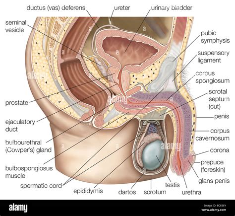Male Reproductive System Labeled Front View